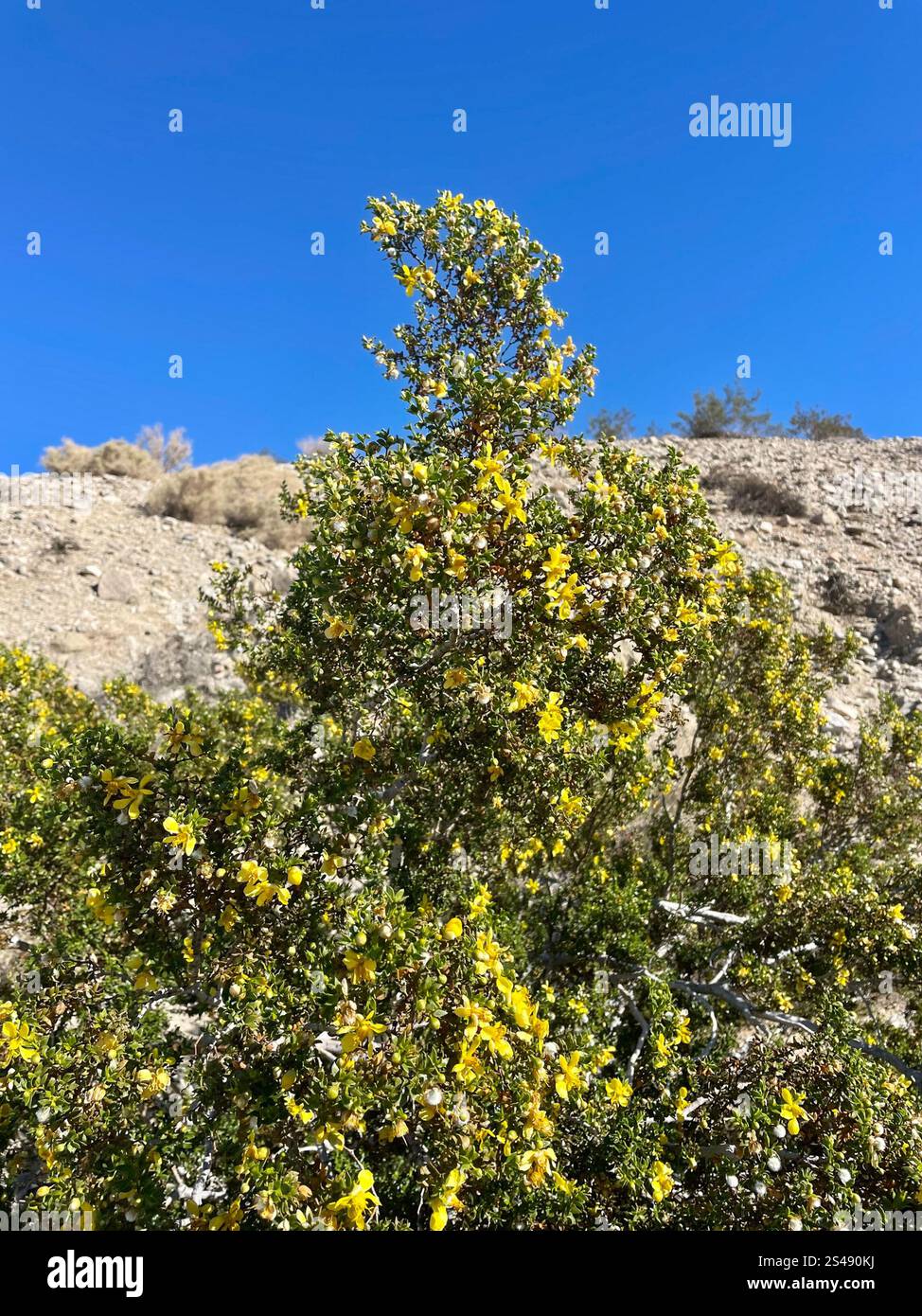 Creosote Bush (Larrea tridentata Stock Photo - Alamy