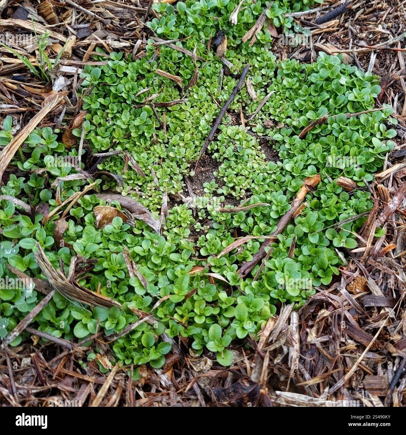 fourleaf manyseed (Polycarpon tetraphyllum Stock Photo - Alamy