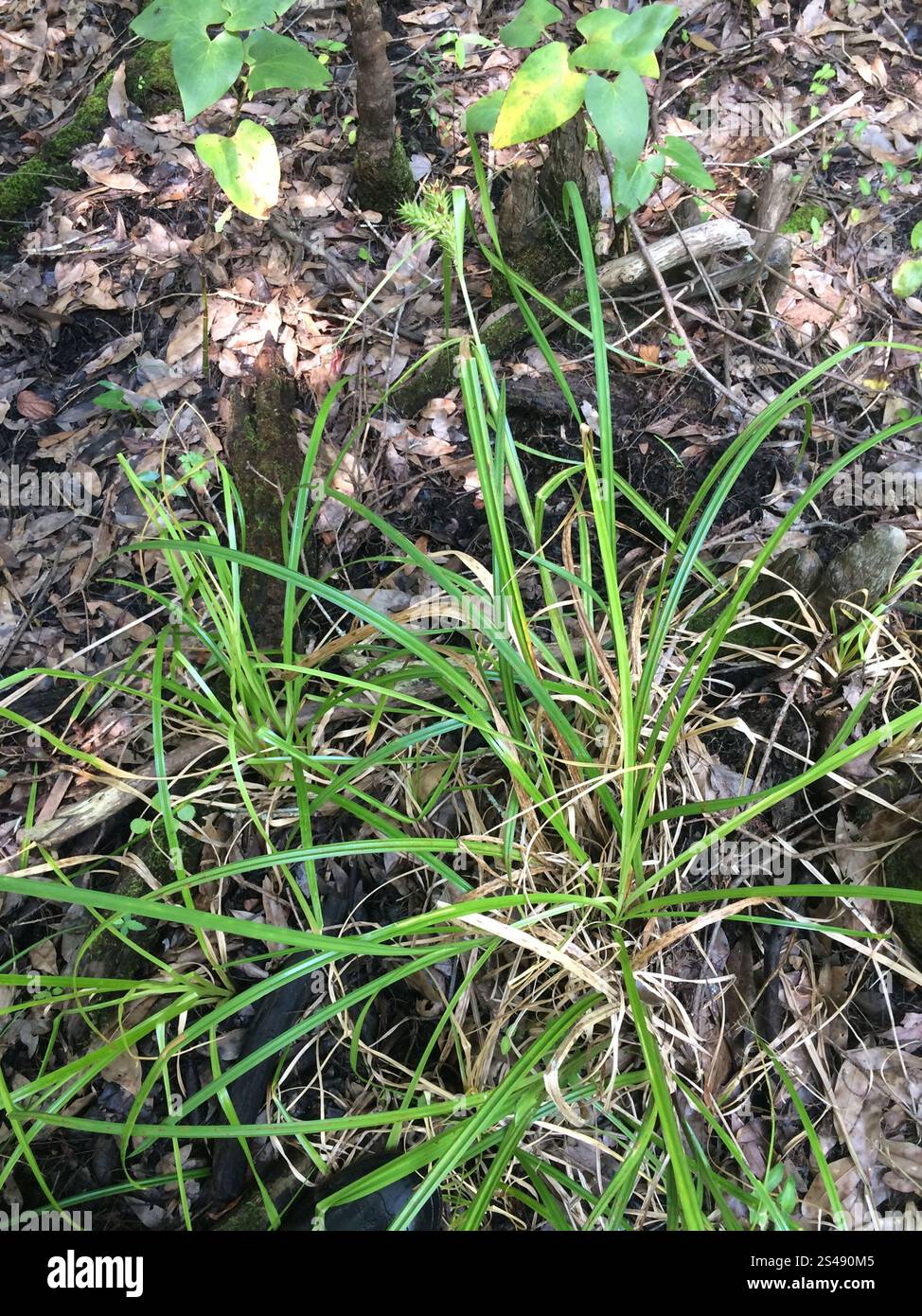 hop sedge (Carex lupulina Stock Photo - Alamy