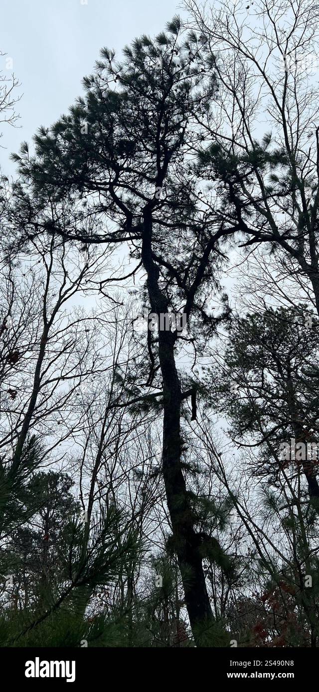 pitch pine (Pinus rigida Stock Photo - Alamy