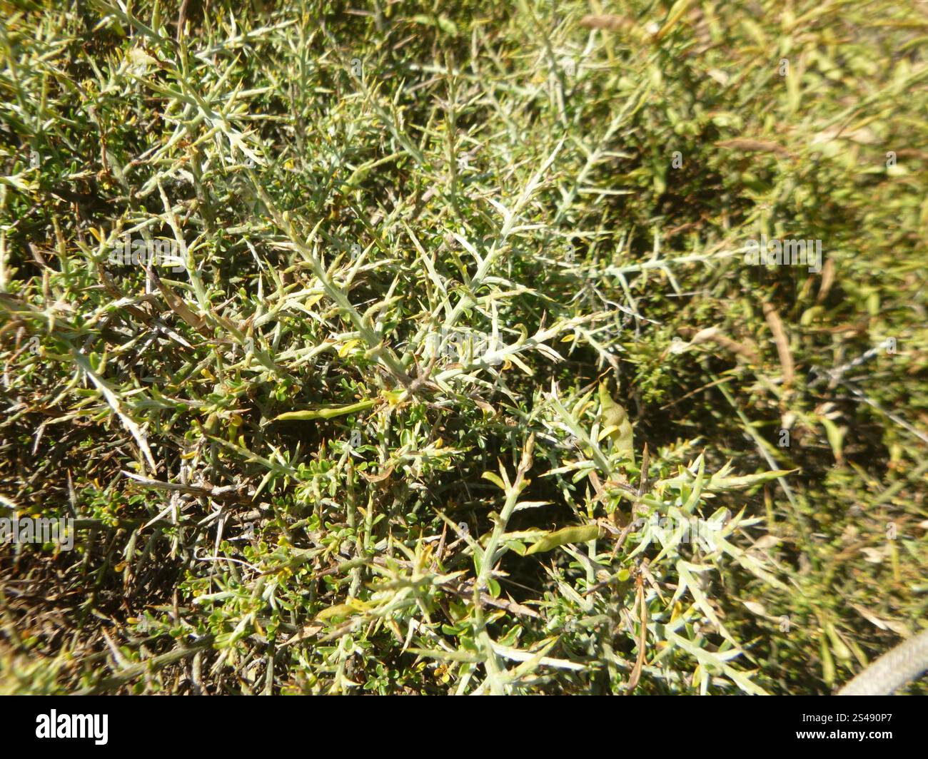 Scorpion Broom (Genista scorpius Stock Photo - Alamy