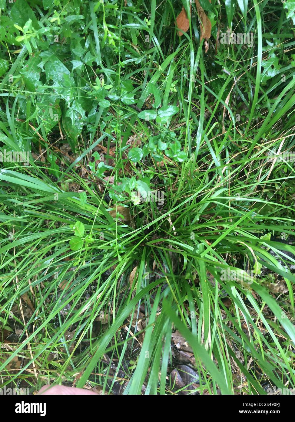 Cherokee sedge (Carex cherokeensis Stock Photo - Alamy