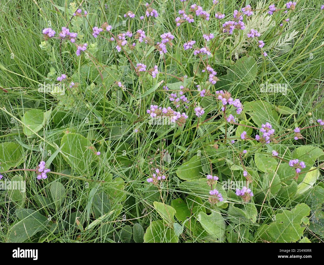 Showy Blue Ear (Cyanotis speciosa Stock Photo - Alamy