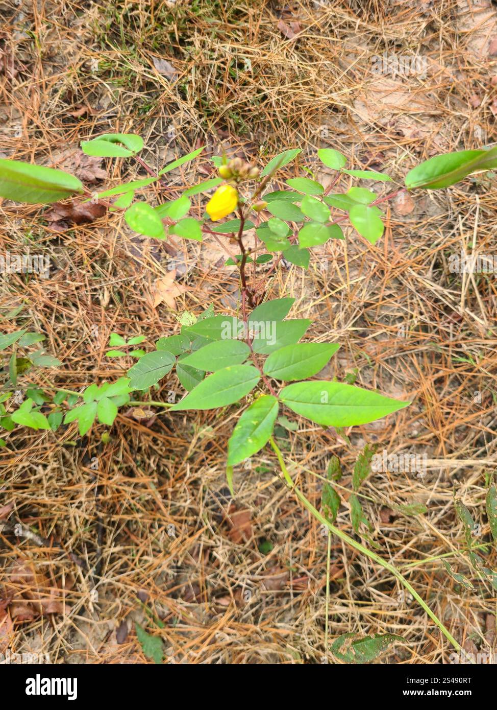 Coffee Senna (Senna occidentalis Stock Photo - Alamy