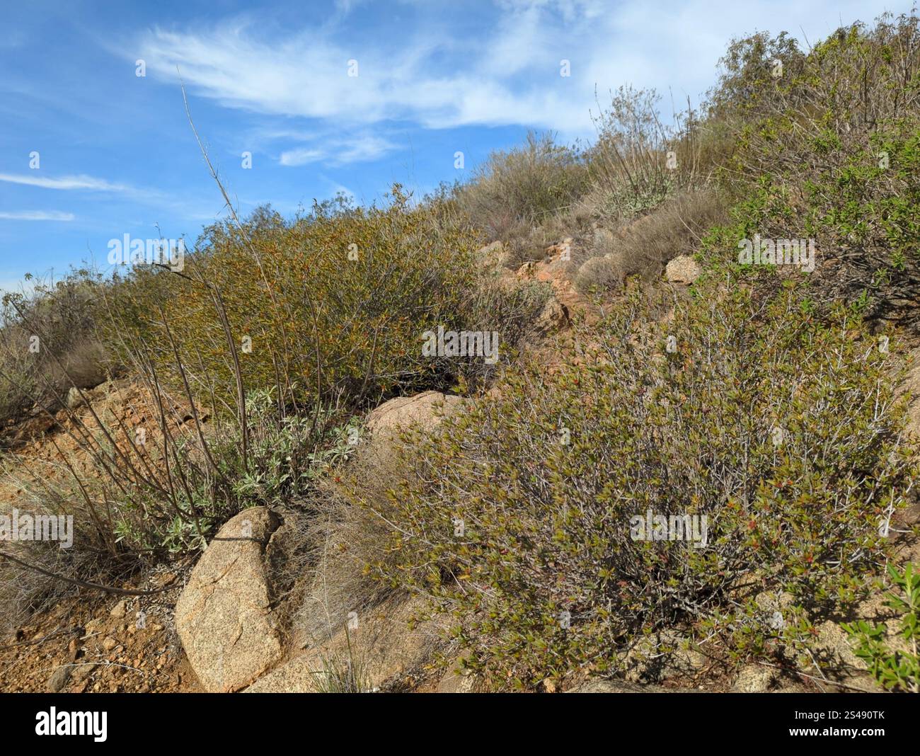parry's tetracoccus (Tetracoccus dioicus Stock Photo - Alamy