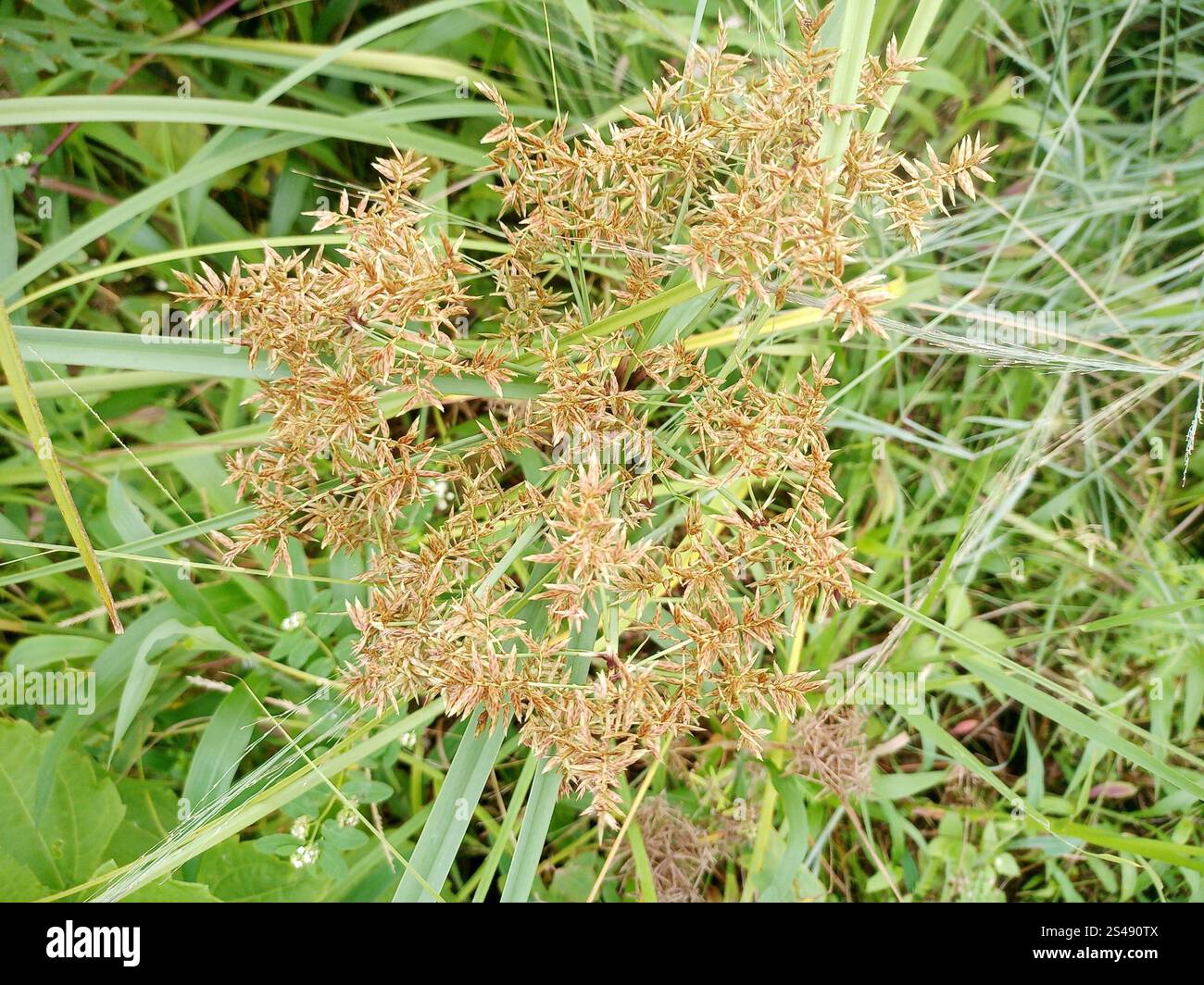 Javanese Flatsedge (Cyperus javanicus Stock Photo - Alamy