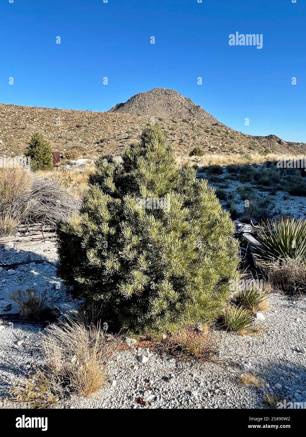 singleleaf pinyon (Pinus monophylla Stock Photo - Alamy