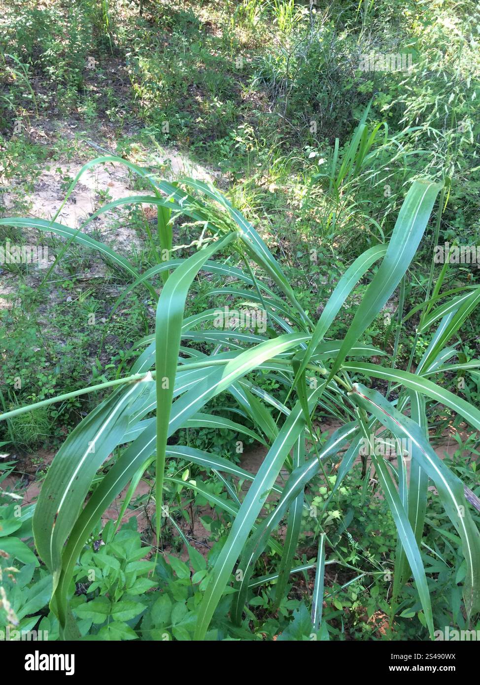 Johnson grass (Sorghum halepense Stock Photo - Alamy