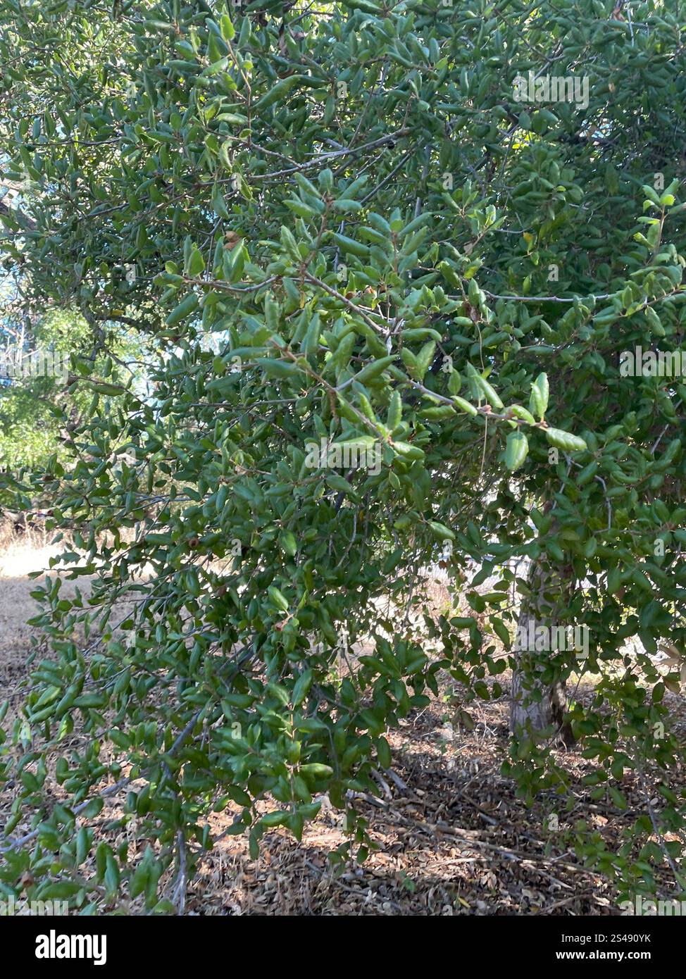 coast live oak (Quercus agrifolia Stock Photo - Alamy