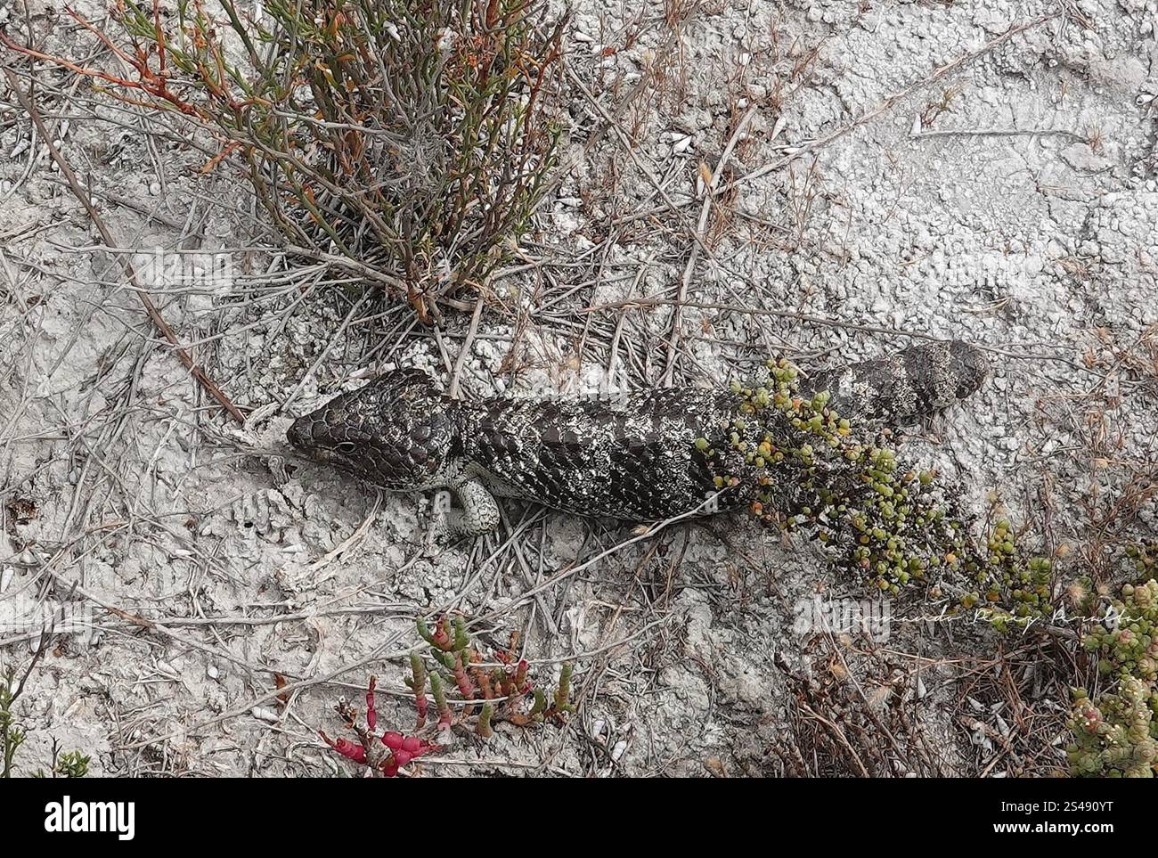 Southwestern Shingleback (Tiliqua rugosa rugosa Stock Photo - Alamy