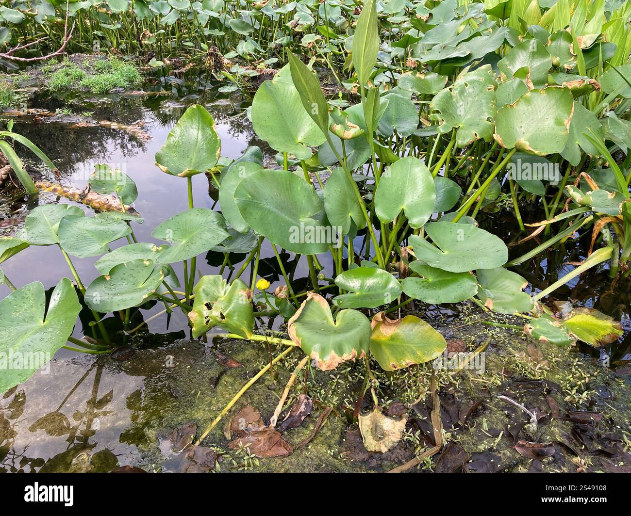spatterdock (Nuphar advena Stock Photo - Alamy