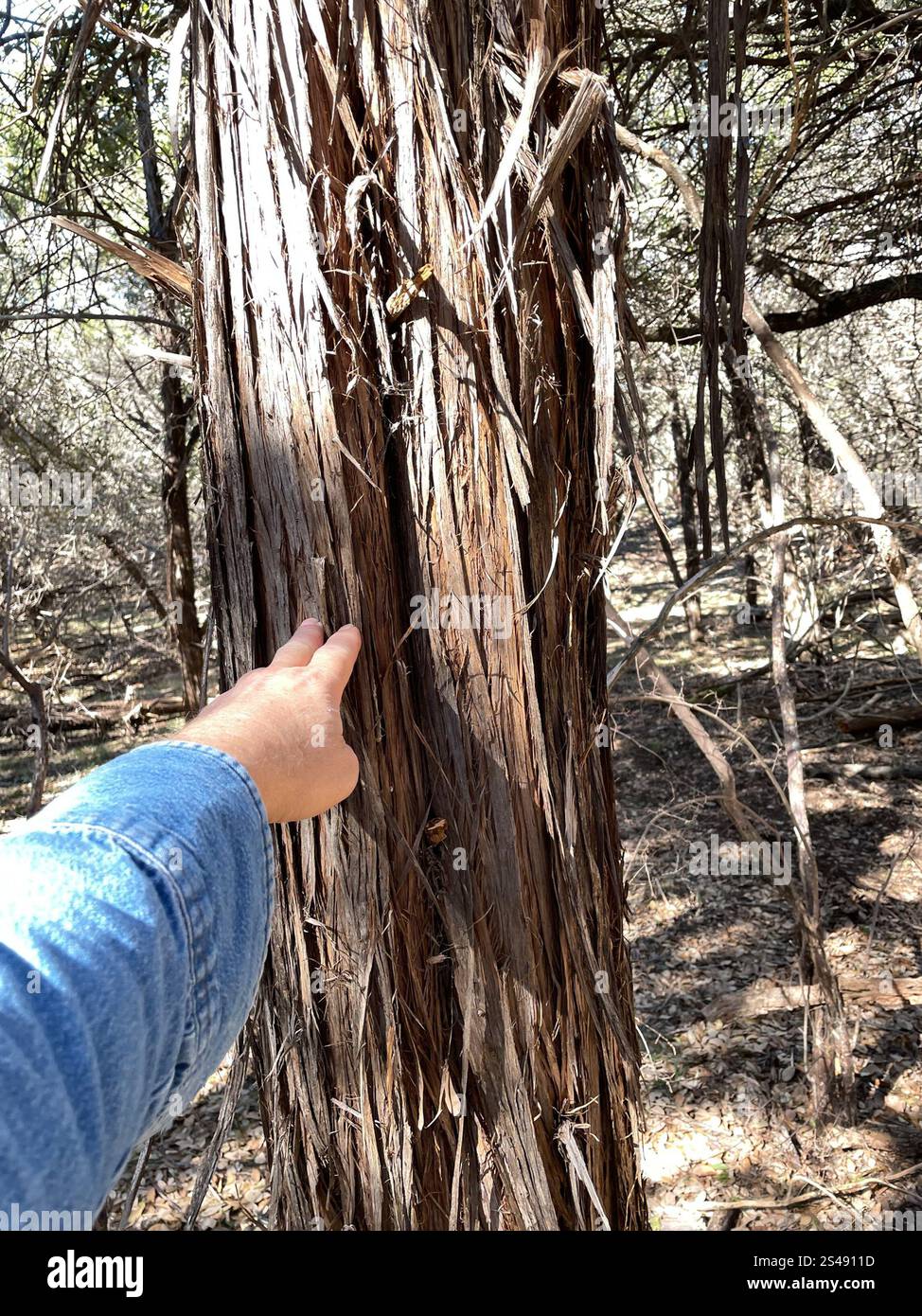 Ashe juniper (Juniperus ashei Stock Photo - Alamy