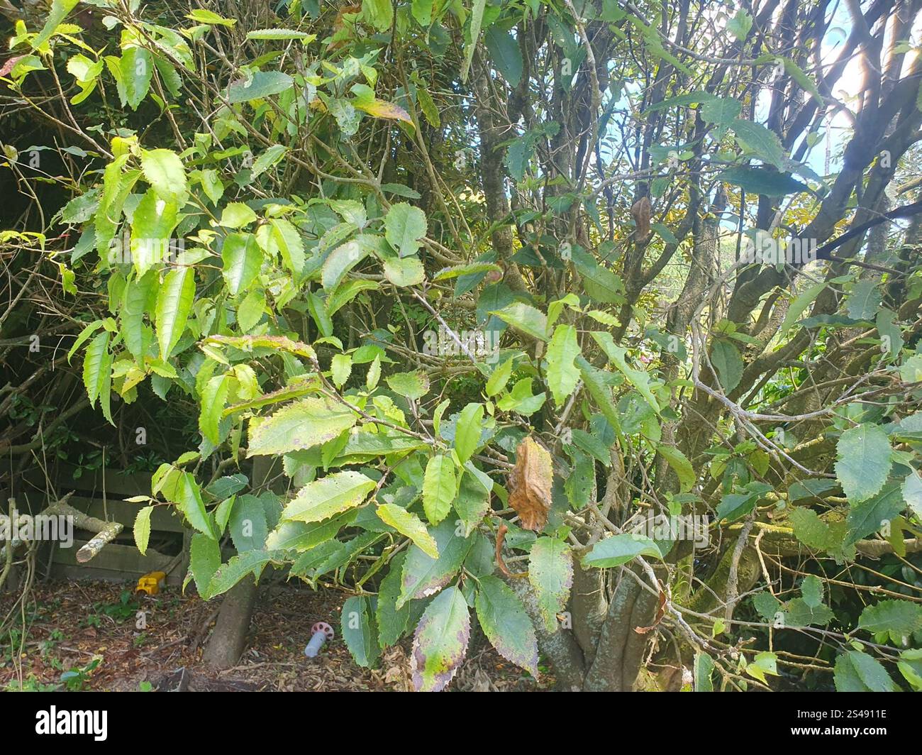 Hoheria hi-res stock photography and images - Alamy