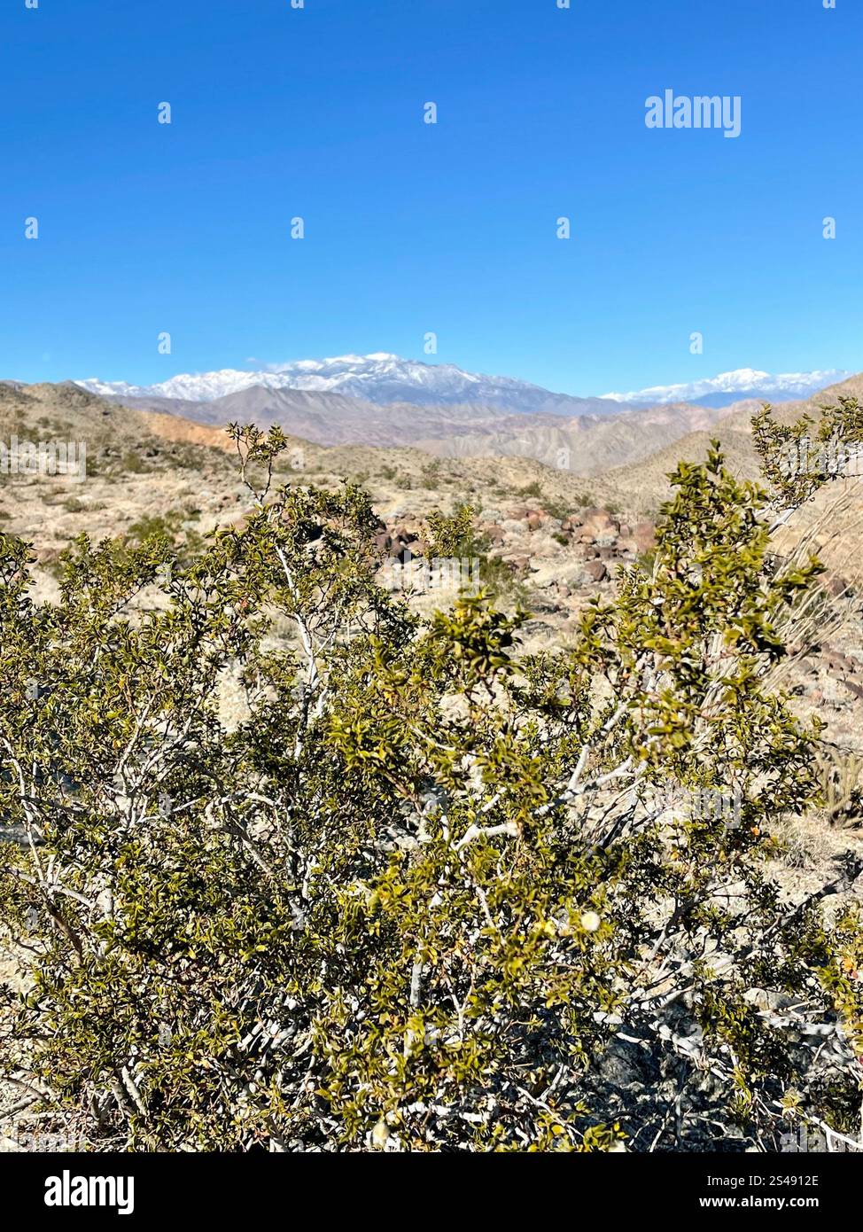 Creosote Bush (Larrea tridentata Stock Photo - Alamy