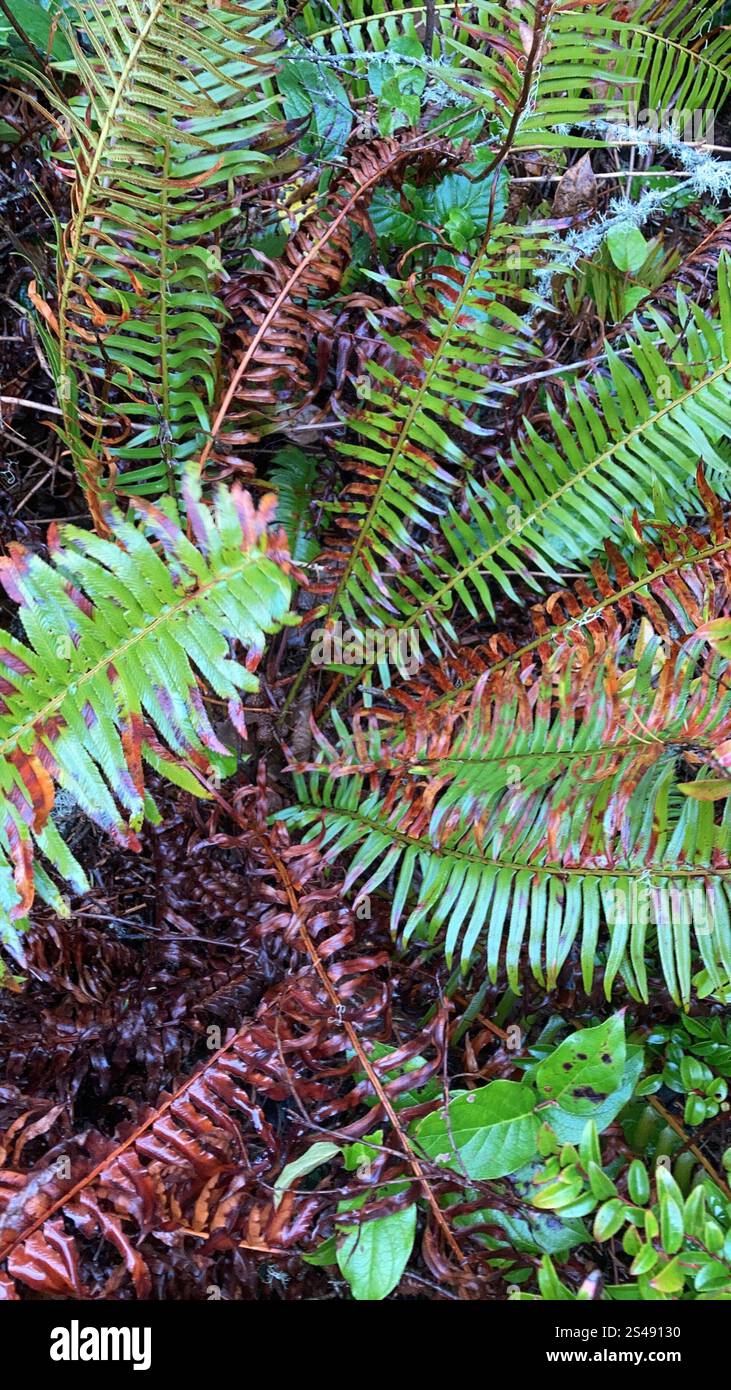 western sword fern (Polystichum munitum Stock Photo - Alamy
