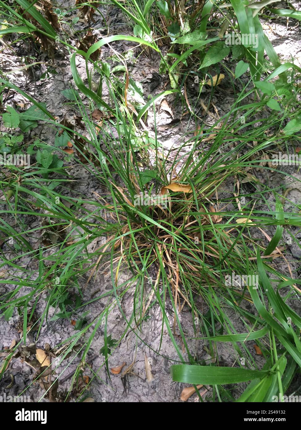 bladder sedge (Carex intumescens Stock Photo - Alamy