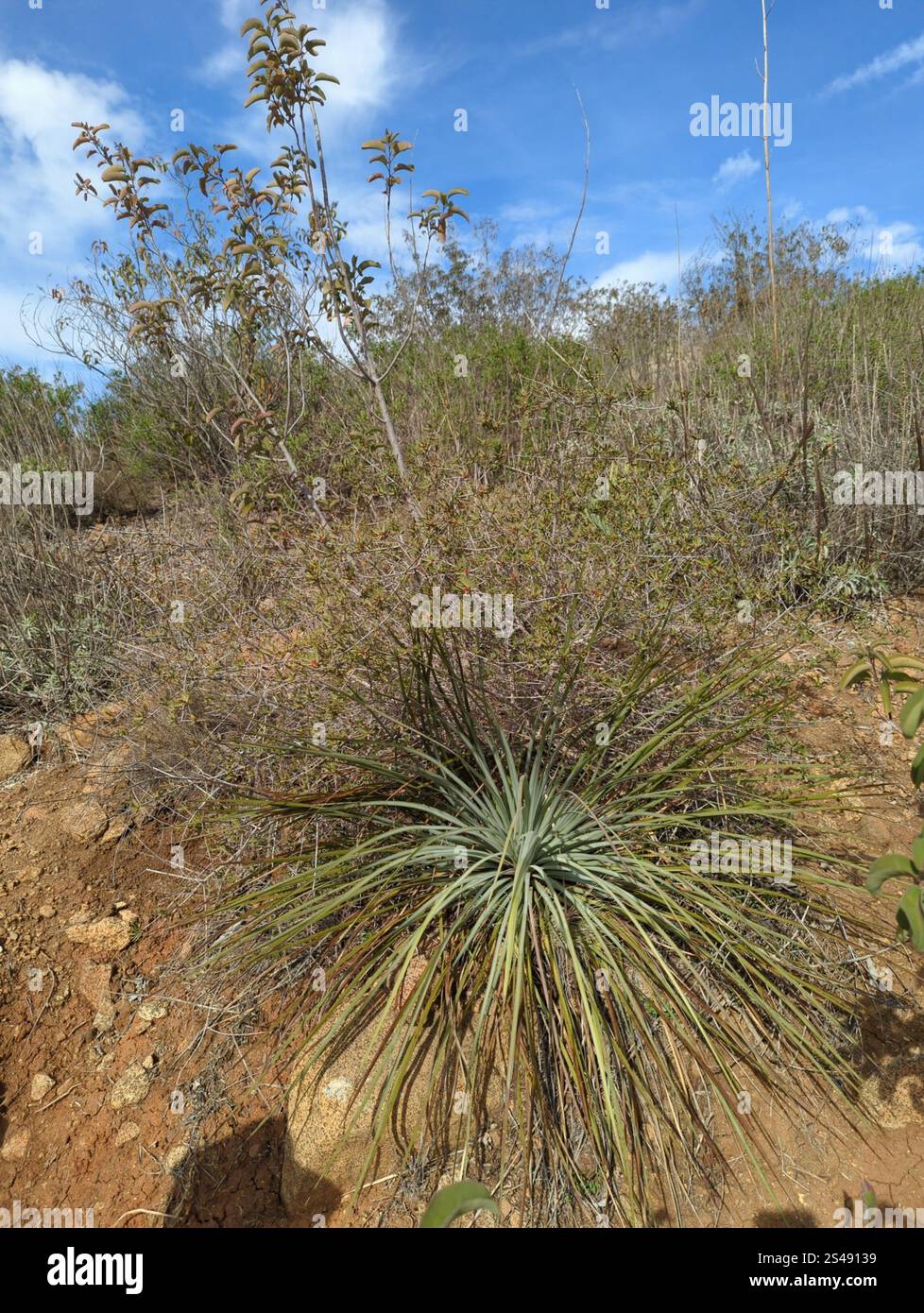 parry's tetracoccus (Tetracoccus dioicus Stock Photo - Alamy