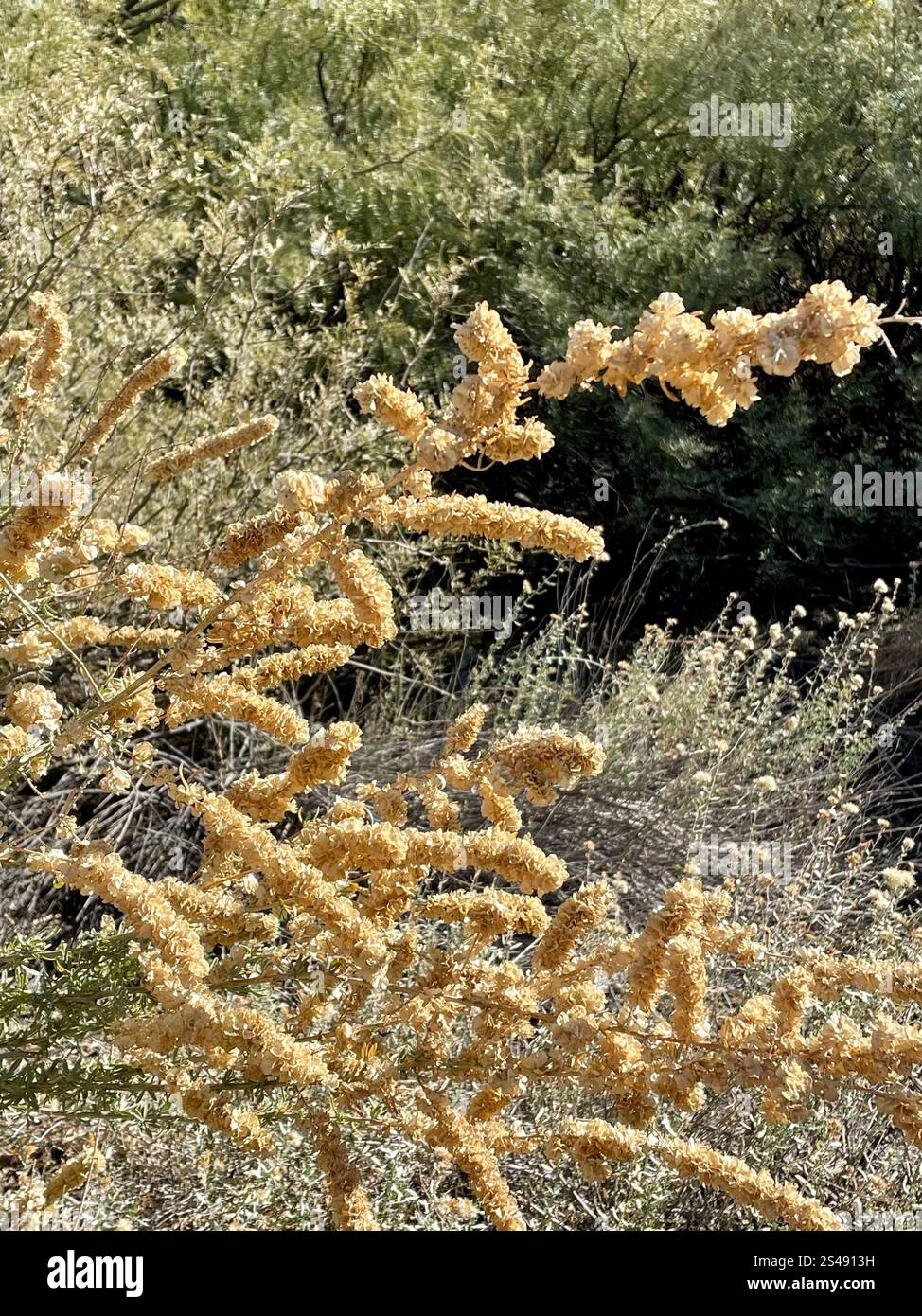 Fourwing Saltbush (Atriplex canescens Stock Photo - Alamy