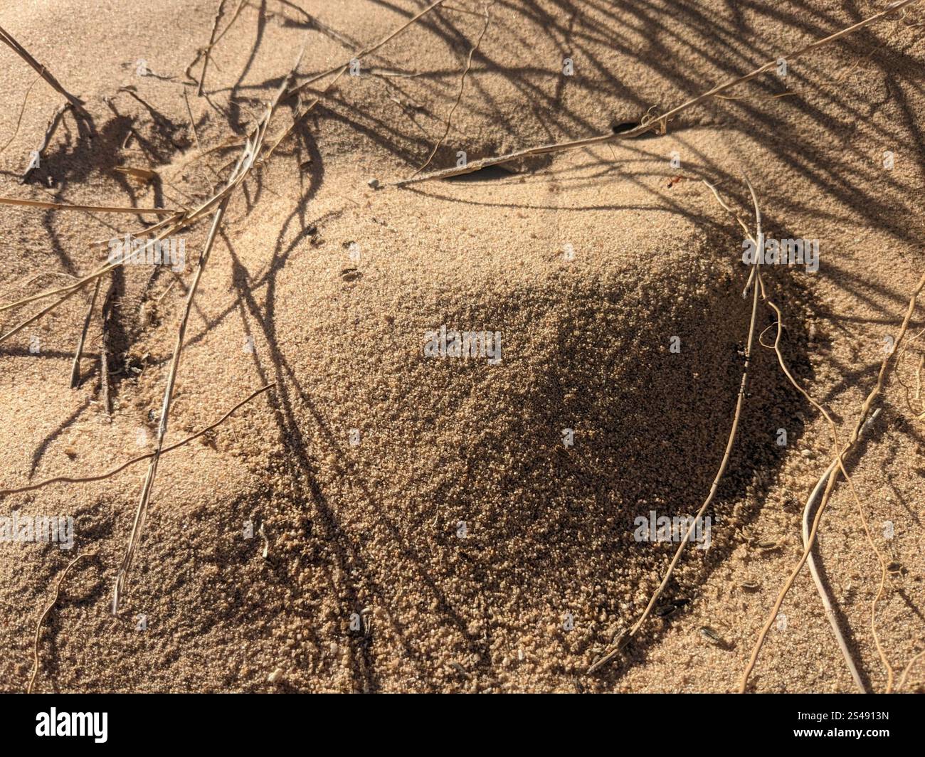 Californicus-group Harvester Ants (Pogonomyrmex californicus Stock ...