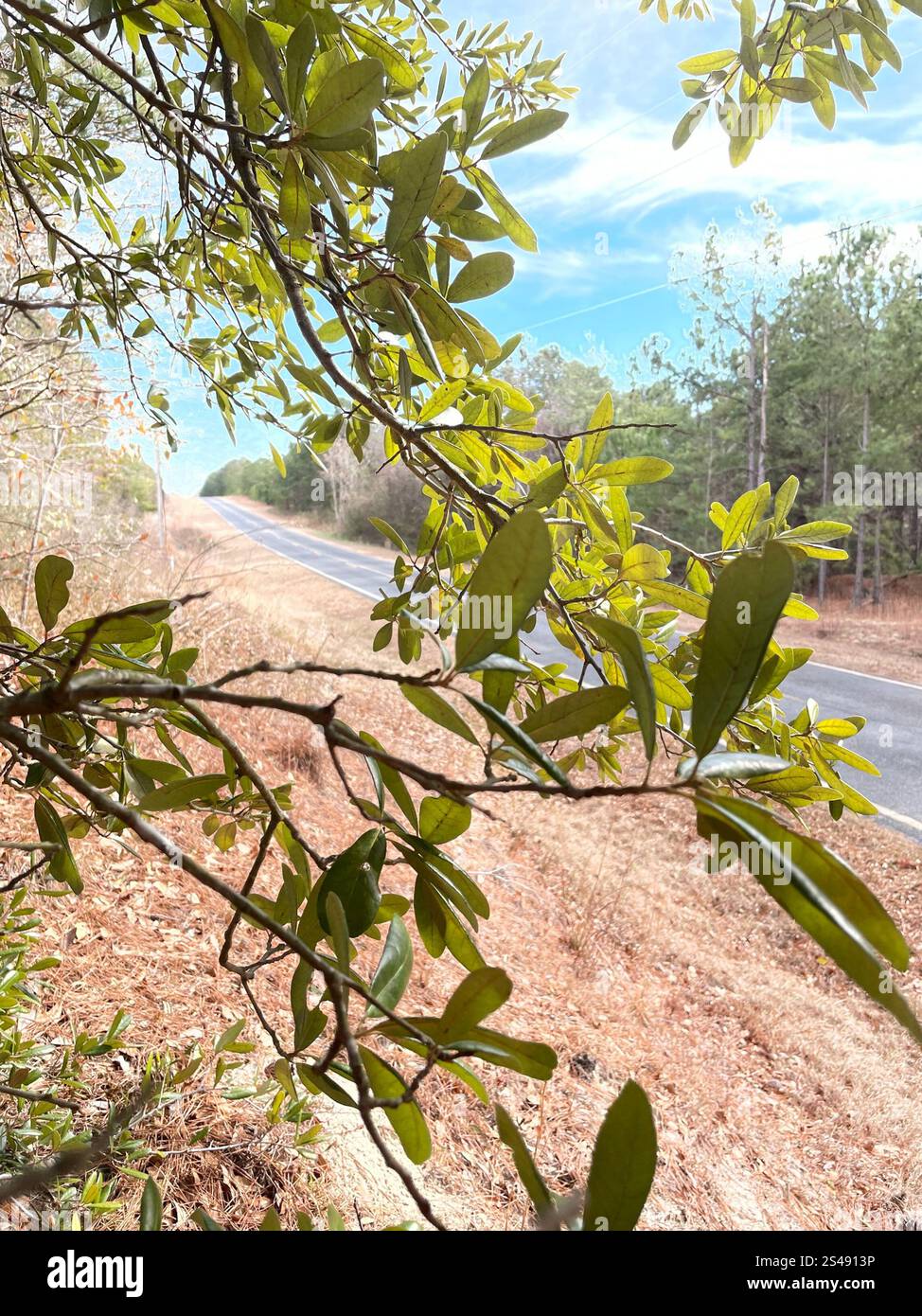 southern live oak (Quercus virginiana Stock Photo - Alamy
