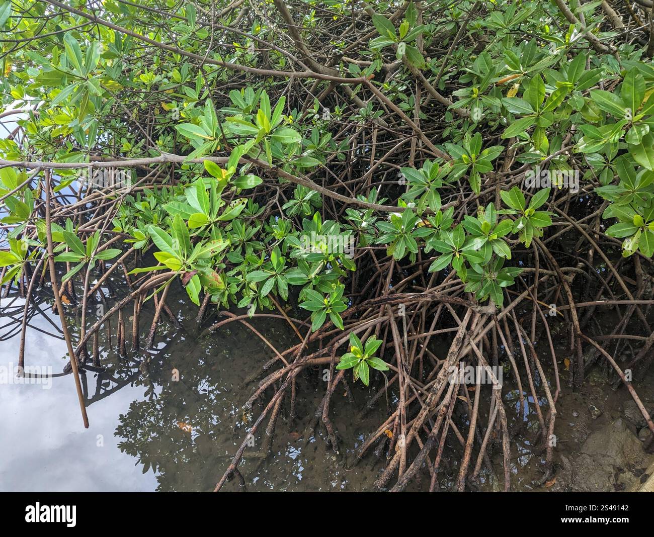 red mangrove (Rhizophora mangle Stock Photo - Alamy