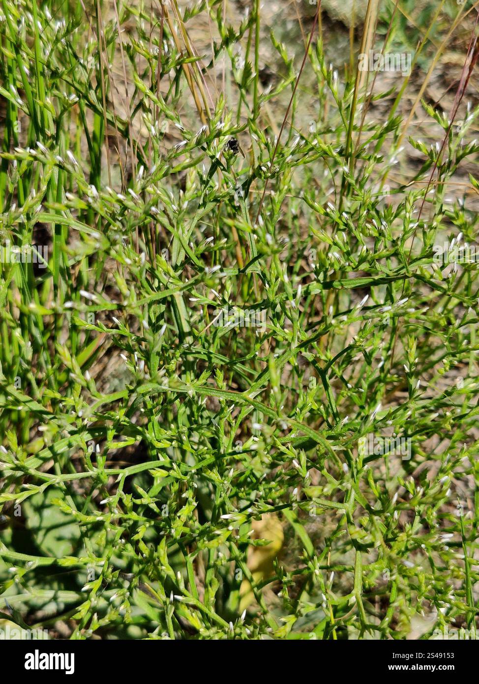 German Statice (Goniolimon tataricum Stock Photo - Alamy