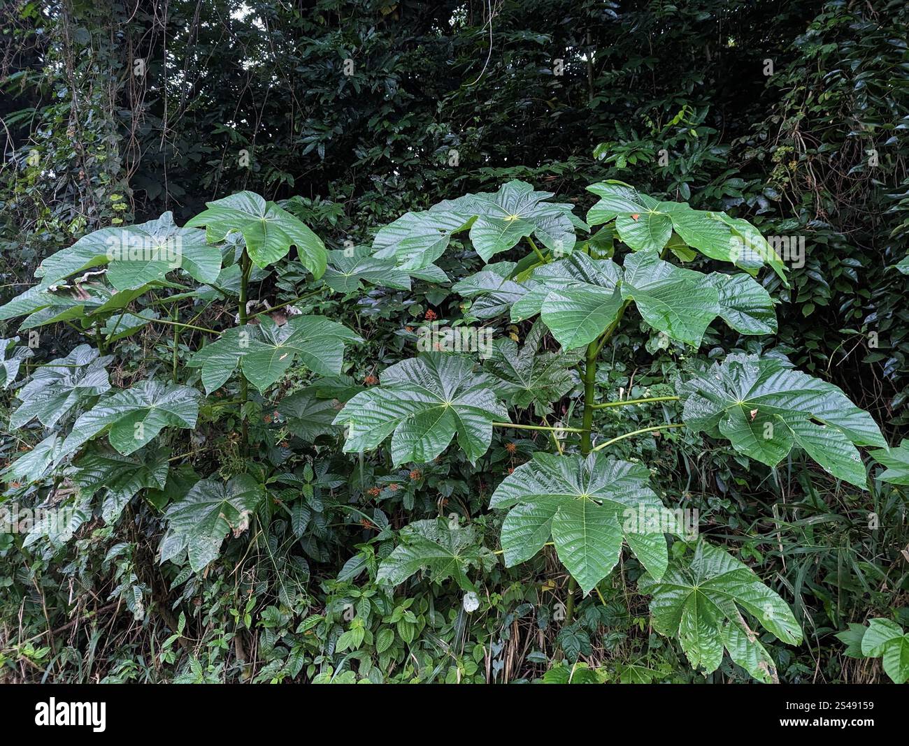 Trumpetwood (Cecropia schreberiana Stock Photo - Alamy
