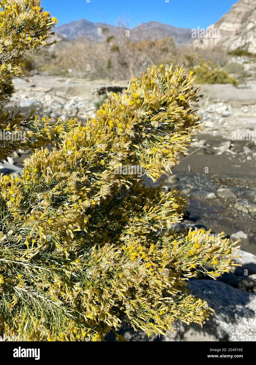 Black-banded Rabbitbrush (Ericameria paniculata Stock Photo - Alamy