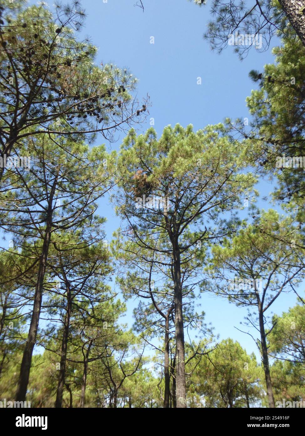 maritime pine (Pinus pinaster Stock Photo - Alamy