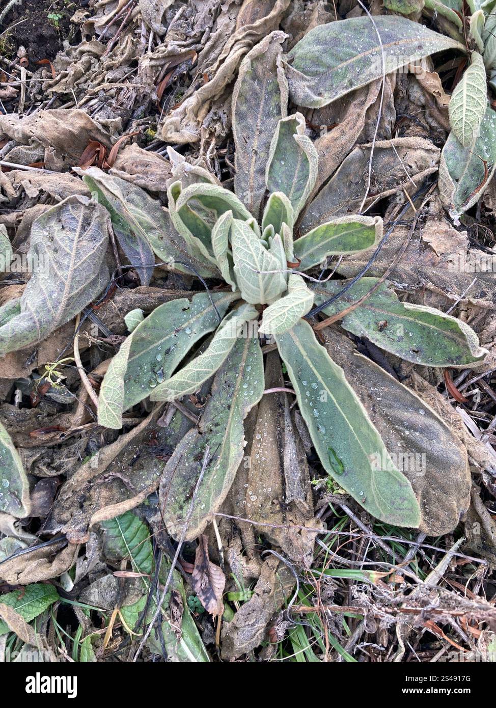 great mullein (Verbascum thapsus Stock Photo - Alamy
