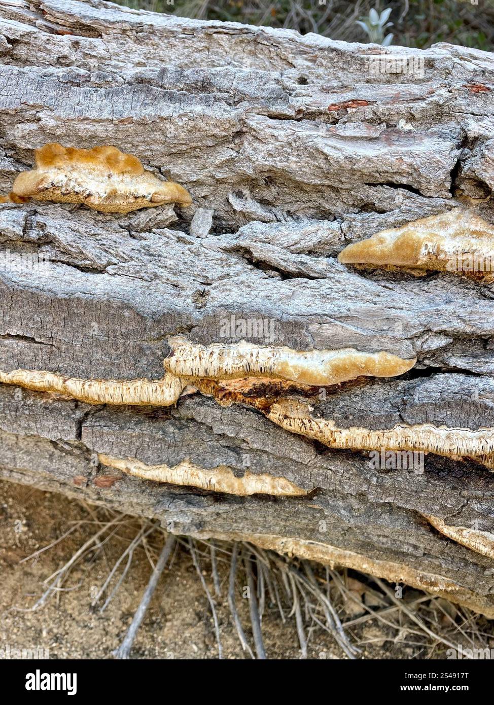 Brownflesh Bracket (Coriolopsis gallica Stock Photo - Alamy