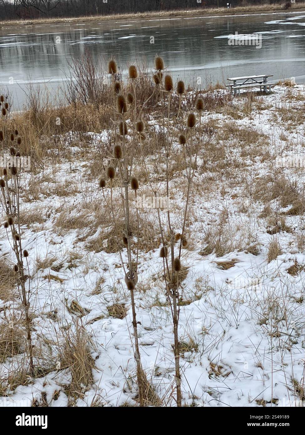 cutleaf teasel (Dipsacus laciniatus Stock Photo - Alamy
