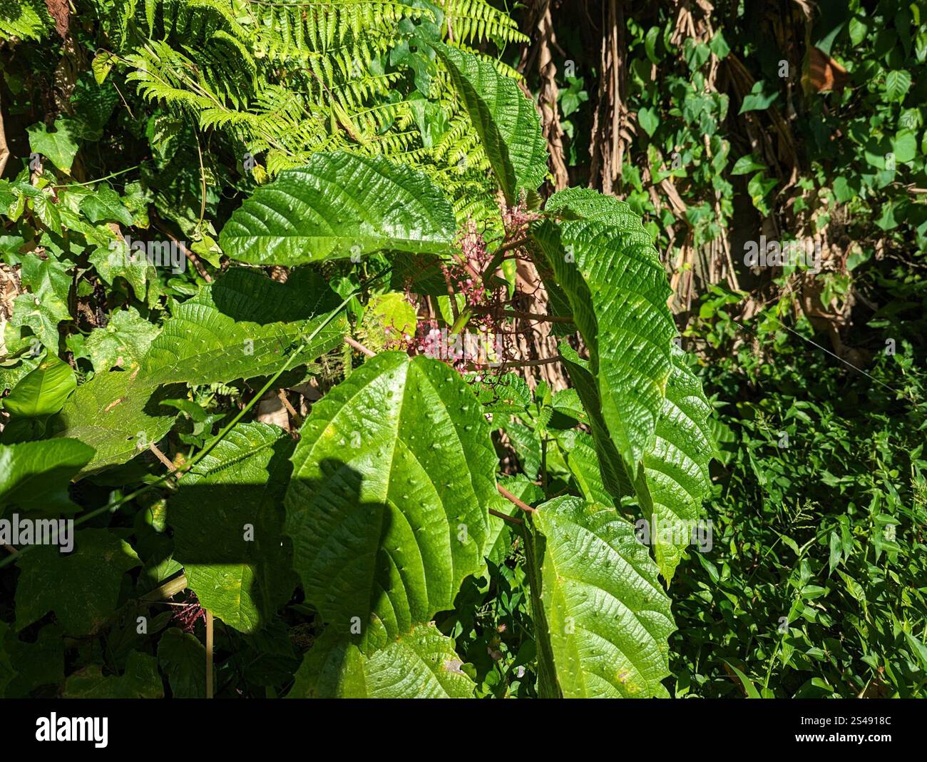 Scratchbush (Urera baccifera Stock Photo - Alamy