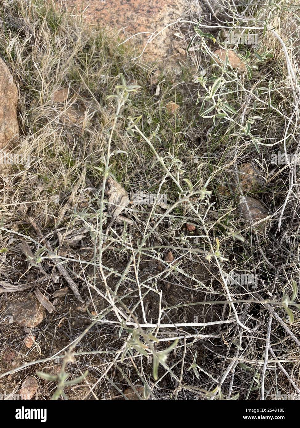 Lance-leaved Ditaxis (Argythamnia lanceolata Stock Photo - Alamy