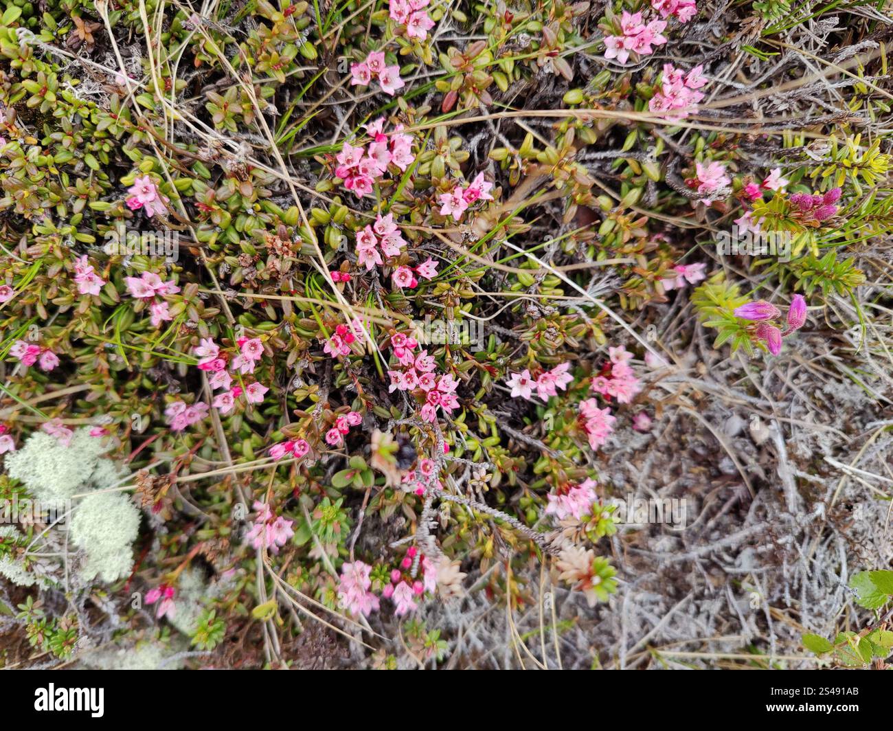 alpine azalea (Kalmia procumbens Stock Photo - Alamy