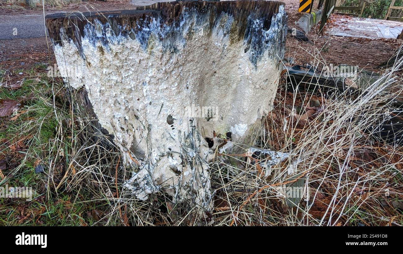 Tapioca Slime Mold (Brefeldia maxima Stock Photo - Alamy