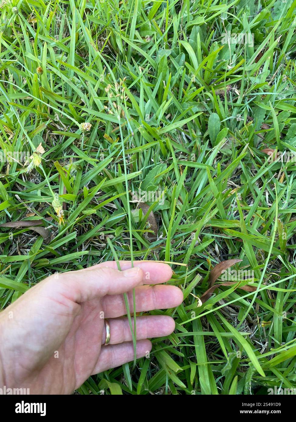 Common Fringe-rush (Fimbristylis dichotoma Stock Photo - Alamy