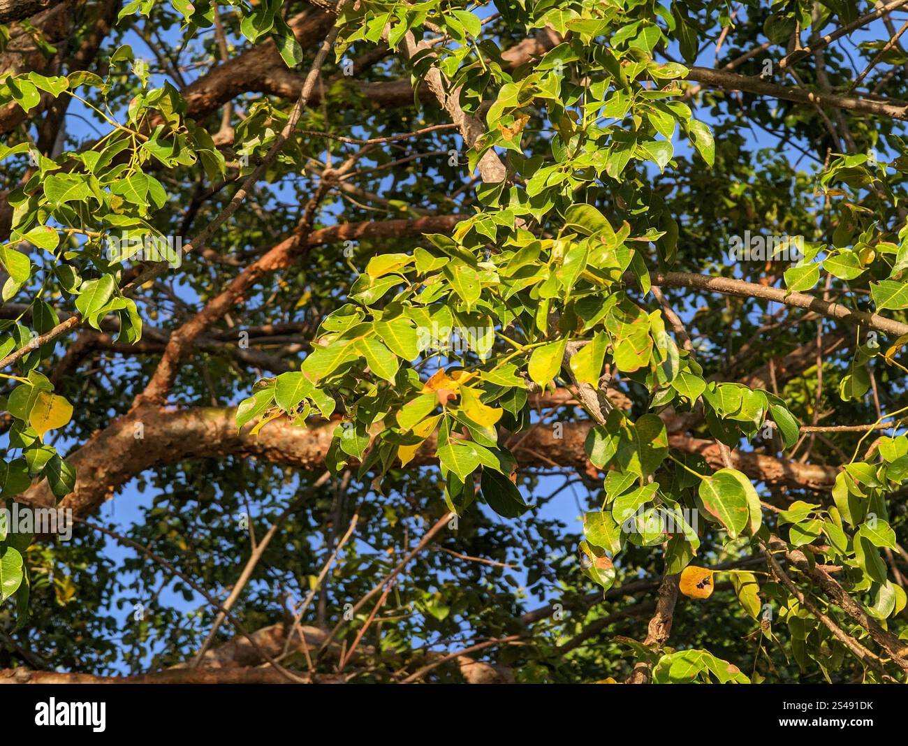 Gumbo Limbo (Bursera simaruba Stock Photo - Alamy