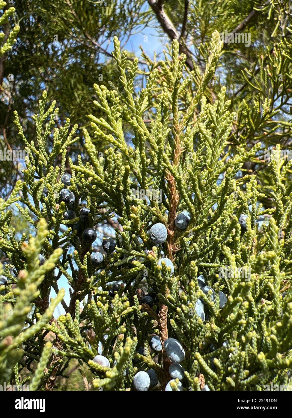 Southern Redcedar (Juniperus virginiana silicicola Stock Photo - Alamy