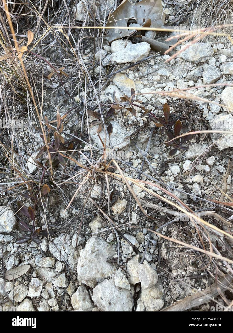 turkey tangle frogfruit (Phyla nodiflora Stock Photo - Alamy