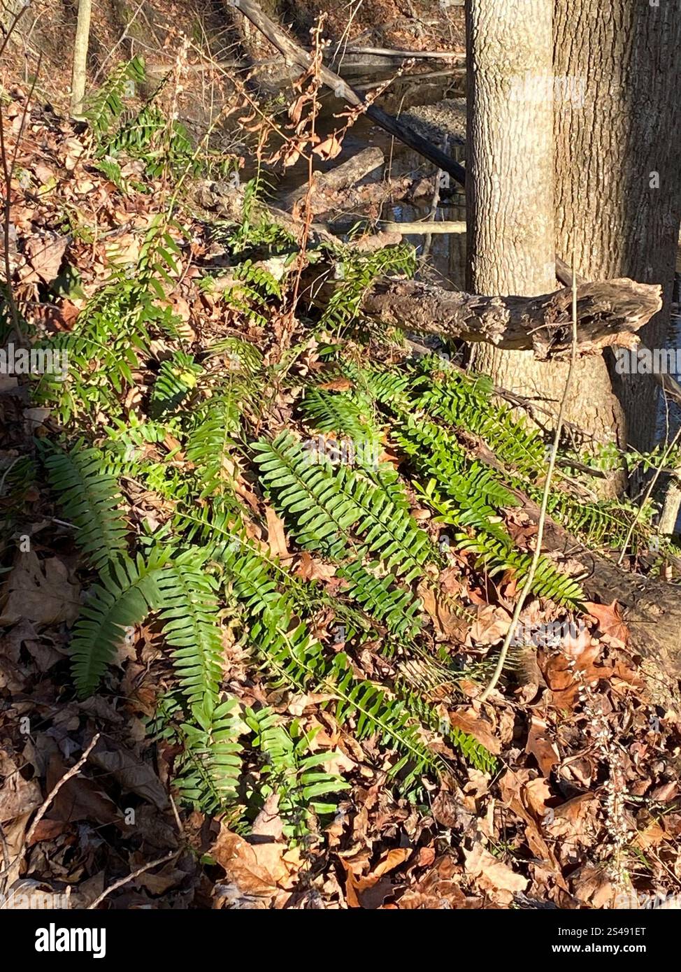 Christmas fern (Polystichum acrostichoides Stock Photo - Alamy
