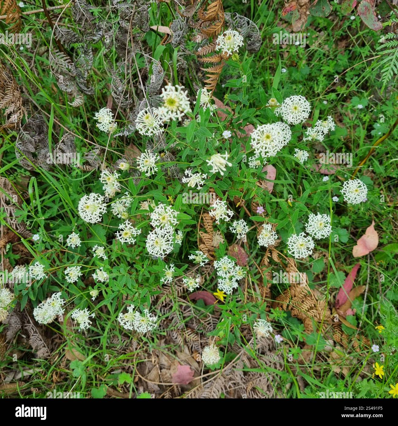 Common Rice-flower (Pimelea humilis Stock Photo - Alamy