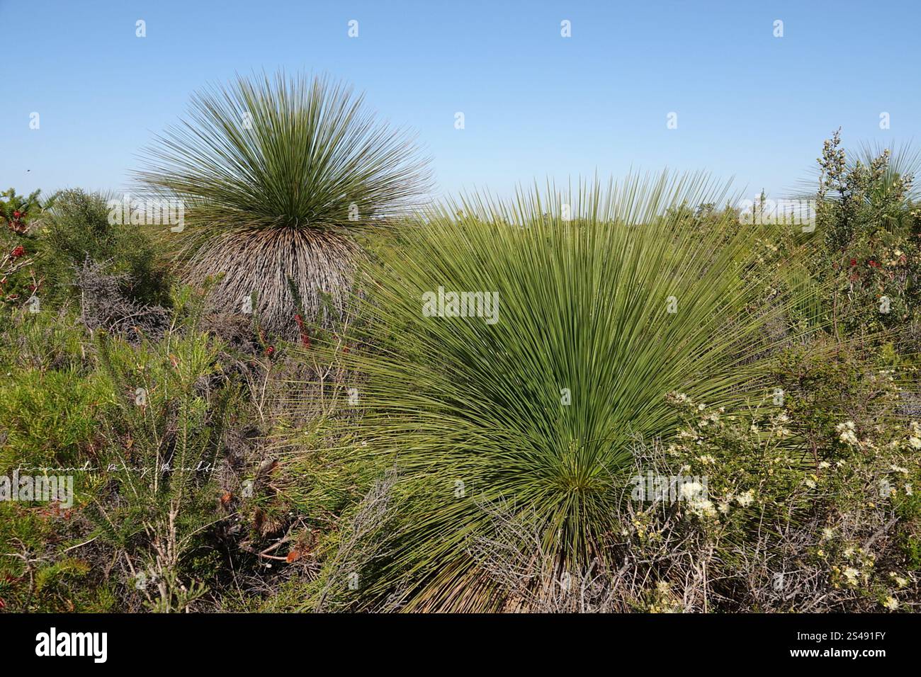 Balga hi-res stock photography and images - Alamy