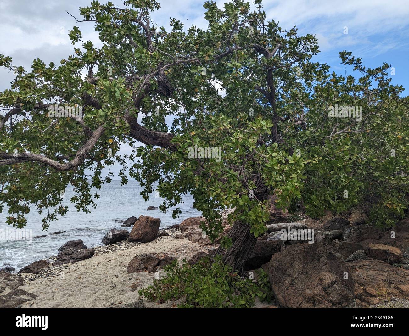 Green Buttonwood (Conocarpus erectus Stock Photo - Alamy