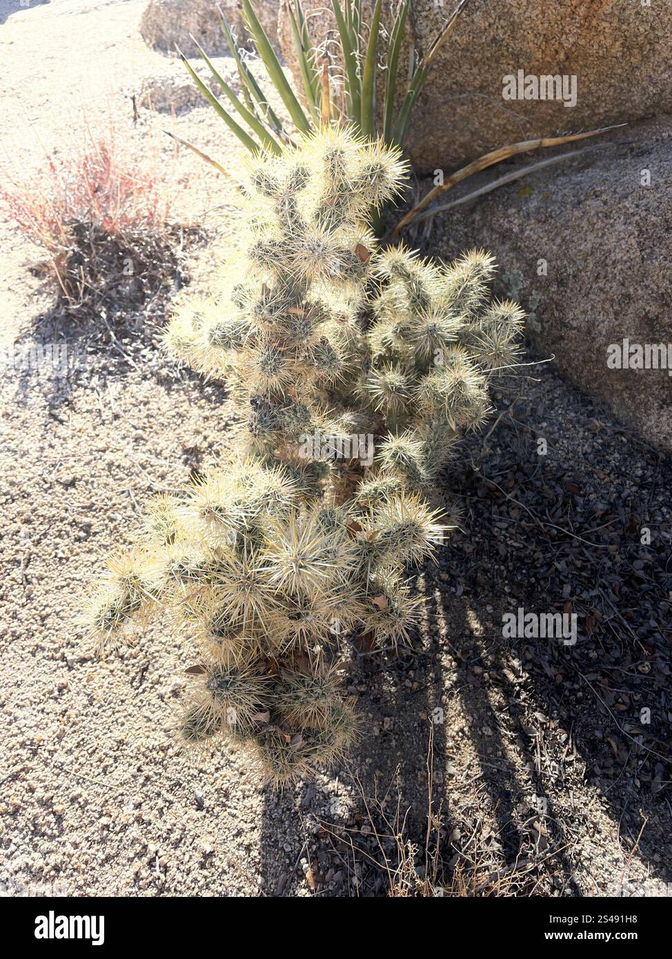 Silver Cholla (Cylindropuntia echinocarpa Stock Photo - Alamy