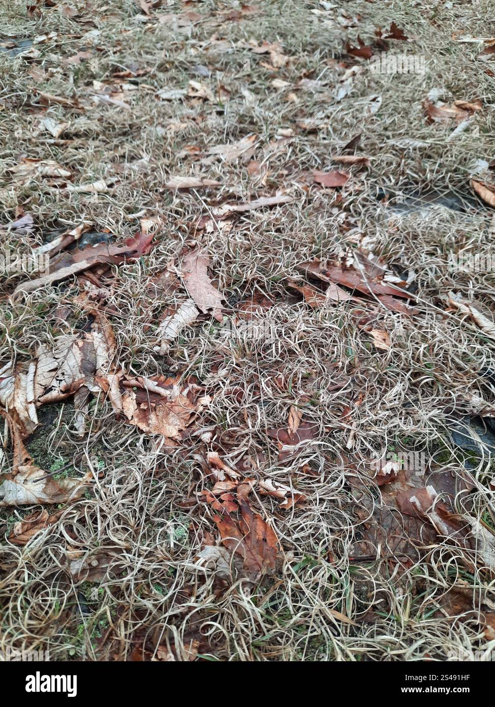 Poverty oatgrass (Danthonia spicata Stock Photo - Alamy