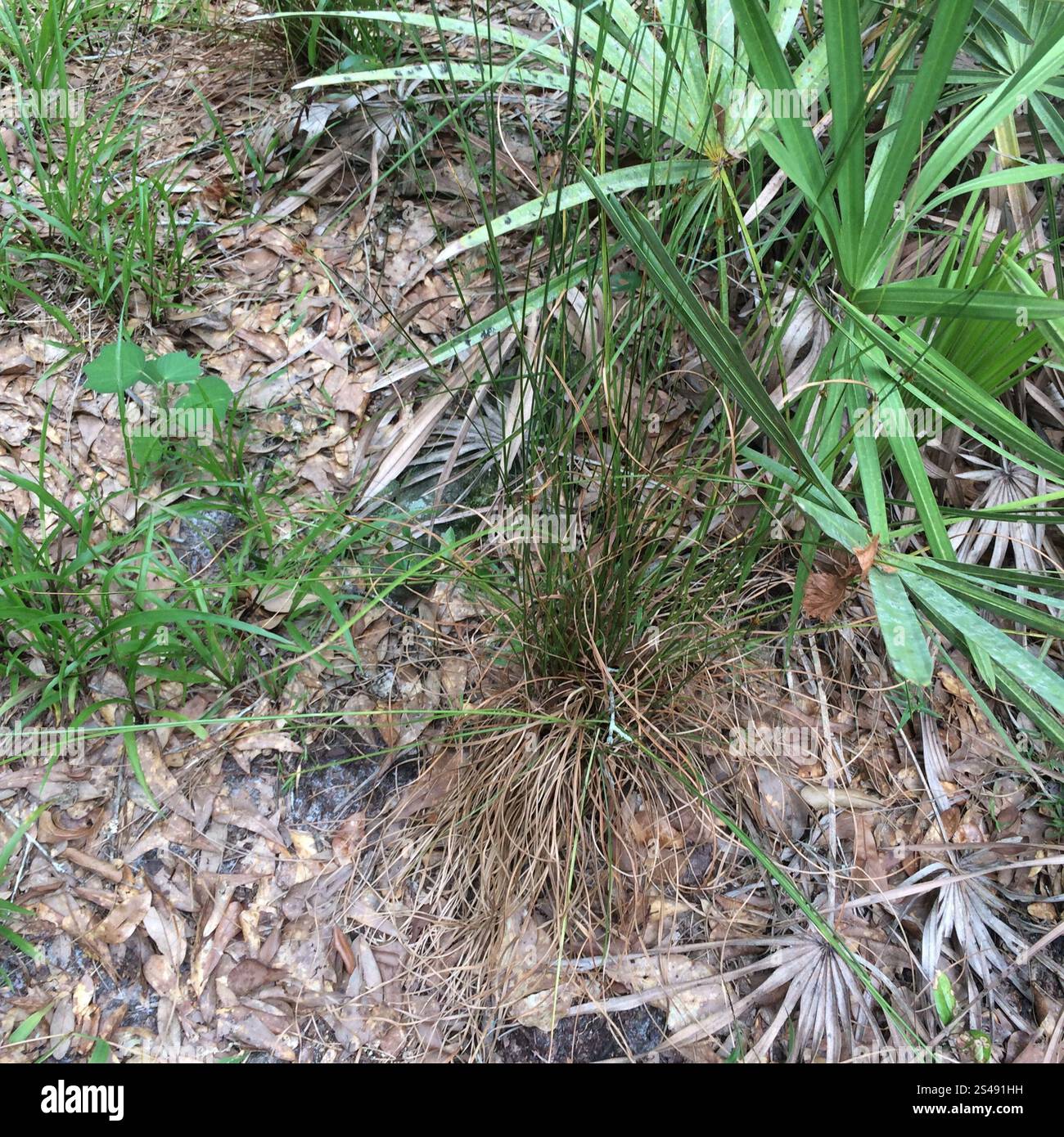 fascicled beaksedge (Rhynchospora fascicularis Stock Photo - Alamy