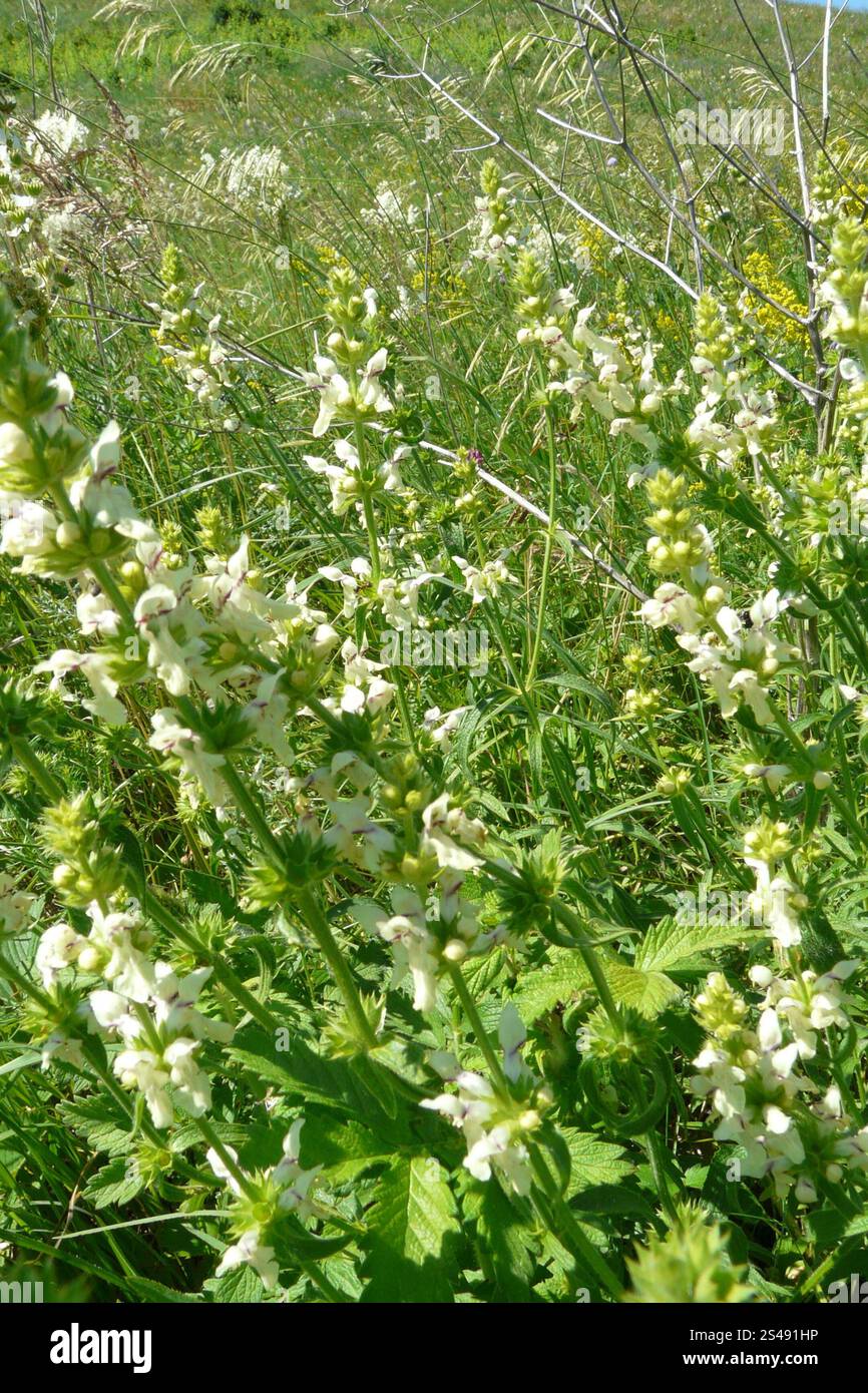 Perennial Yellow-woundwort (Stachys recta Stock Photo - Alamy