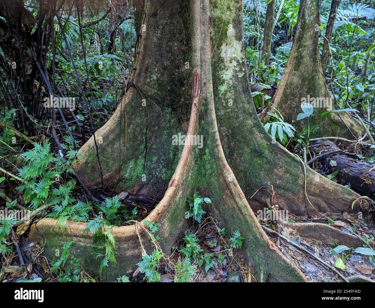 Dragonsblood Tree (Pterocarpus officinalis Stock Photo - Alamy