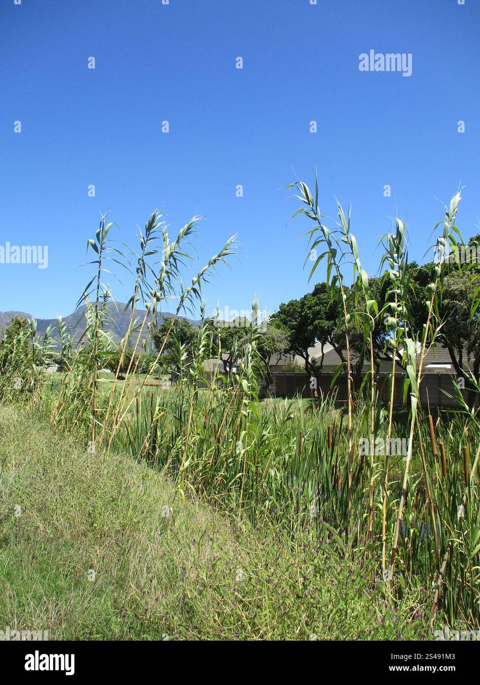 giant reed (Arundo donax Stock Photo - Alamy